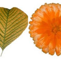 About | Your Head Gardener